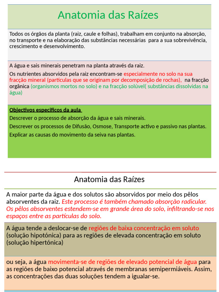 Anatomia Das Raizes | PDF | Osmose | Raiz