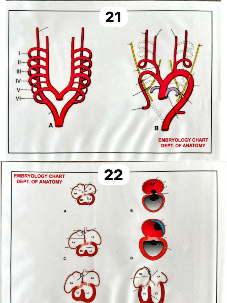 Systemic Embryology Charts Numbered (21-40) | PDF
