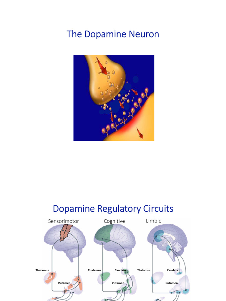Dopamine's Role in Autism Spectrum Disorder | PDF | Dopamine | Autism