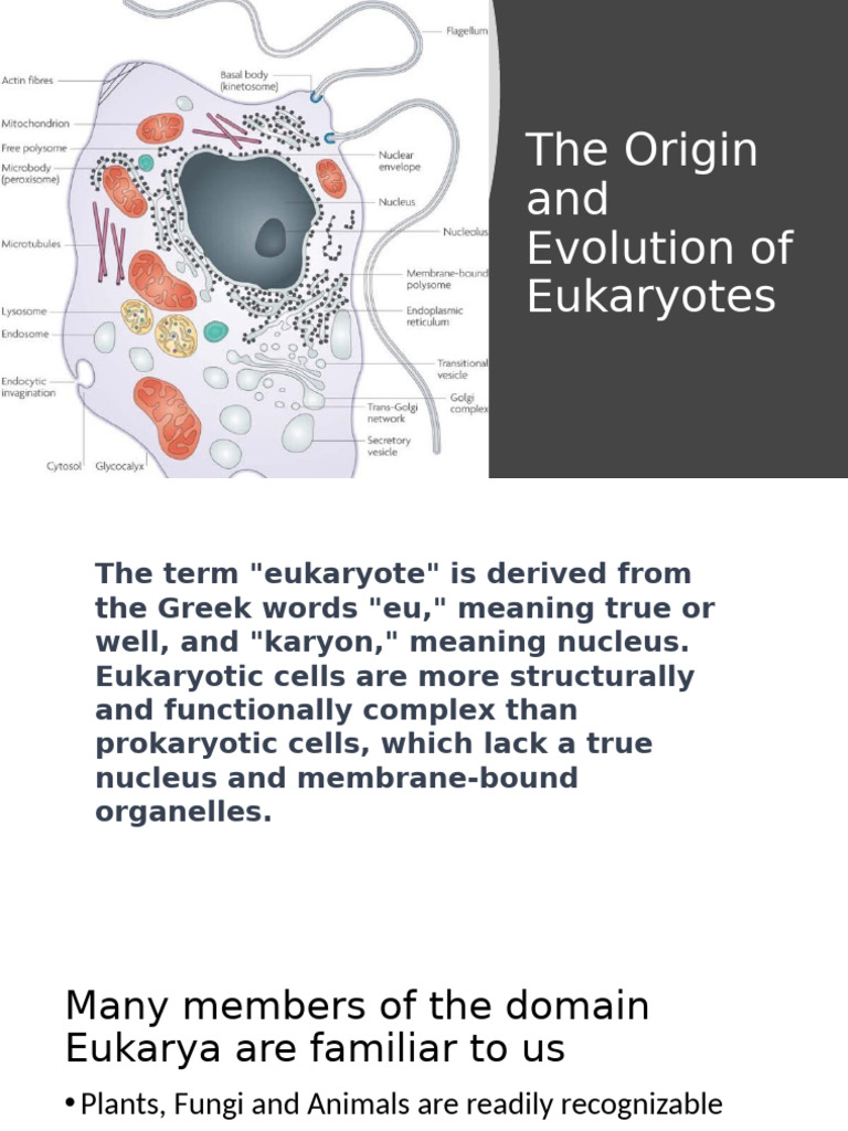 The Origin and Evolution of Eukaryotes | PDF | Eukaryotes | Cytoskeleton