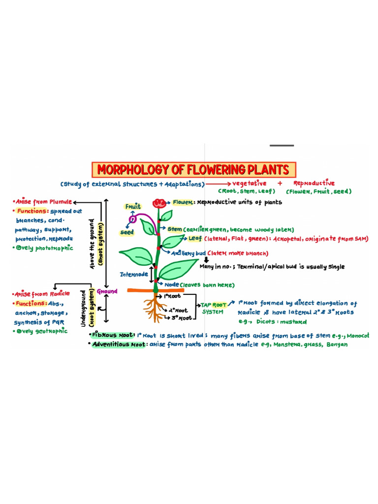 Morphology in Flowering Plants Short Notes | PDF
