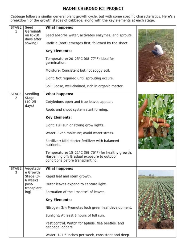 Naomi Cherono Ict Project | PDF | Cabbage | Germination