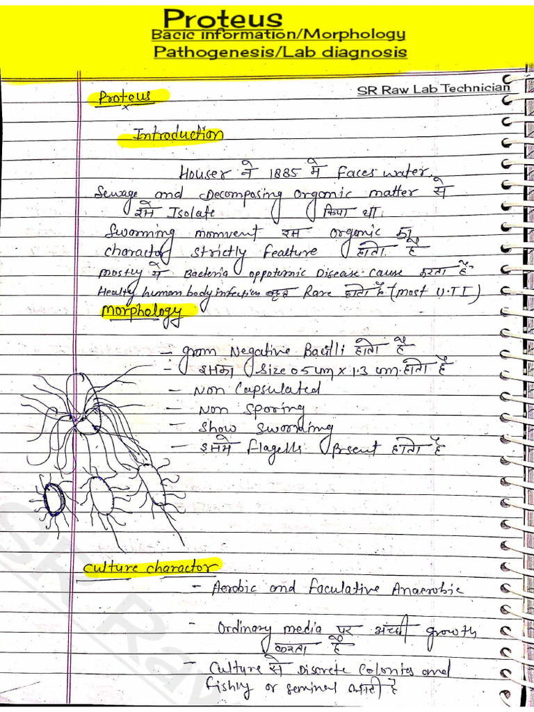 Micro 42 Proteus Bacteria Basic Information Microbiology Chapter | PDF