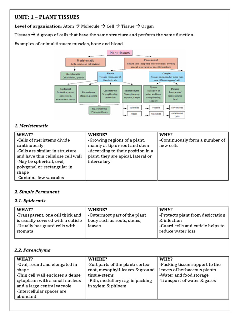 Overview of Plant Tissues and Organs | PDF | Leaf | Tissue (Biology)
