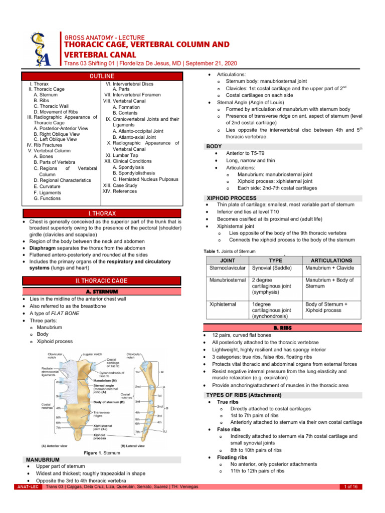 ANAT A S01 T03 Thoracic Cage Vertebral Column and Vertebral Canal | PDF ...