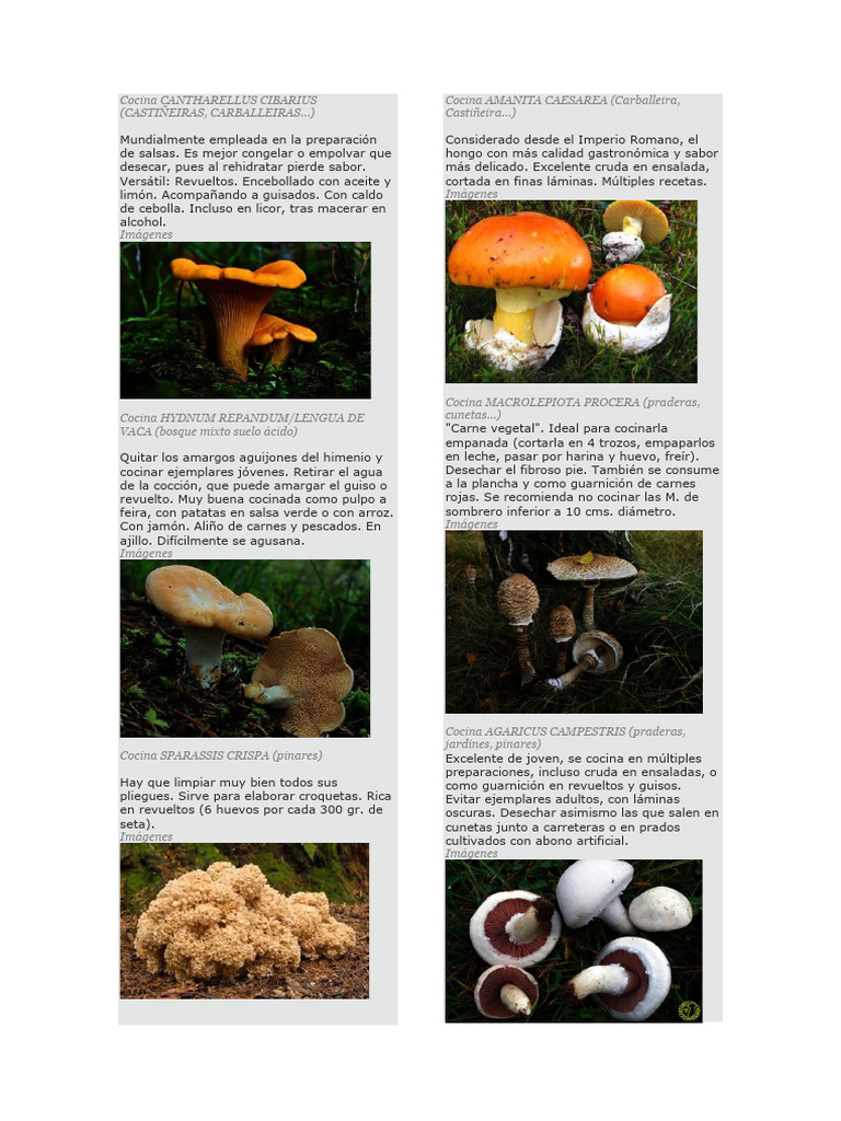 Setas Galicia | PDF | Cocinando | ensalada