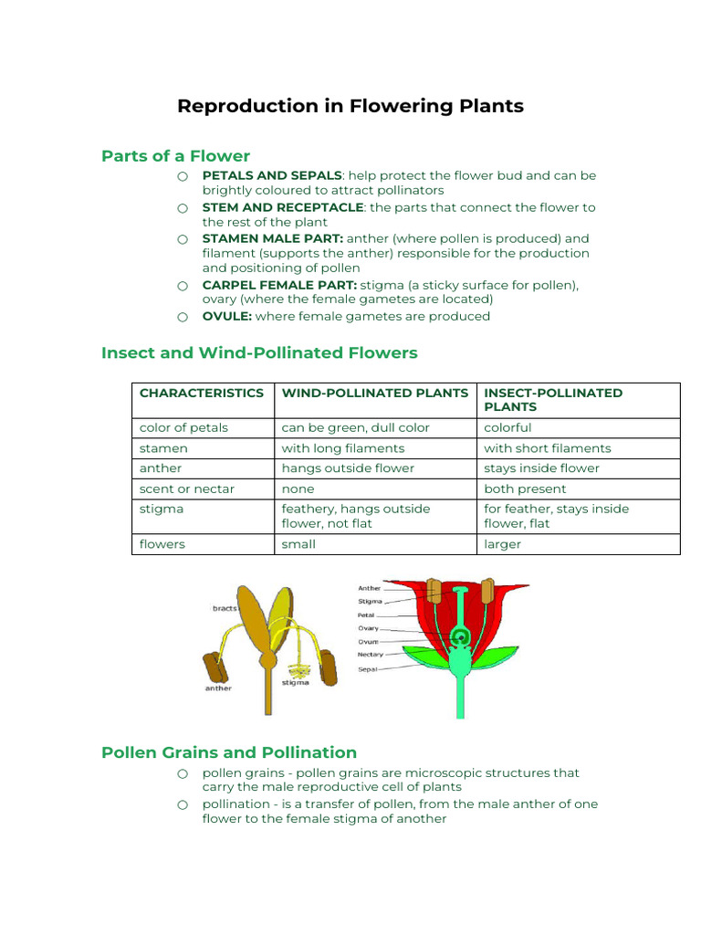 Reproduction in Flowering Plants | PDF | Flowers | Pollination