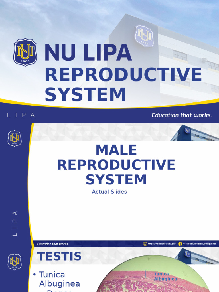 Lesson 11 Reproductive System | PDF | Epithelium | Ovary