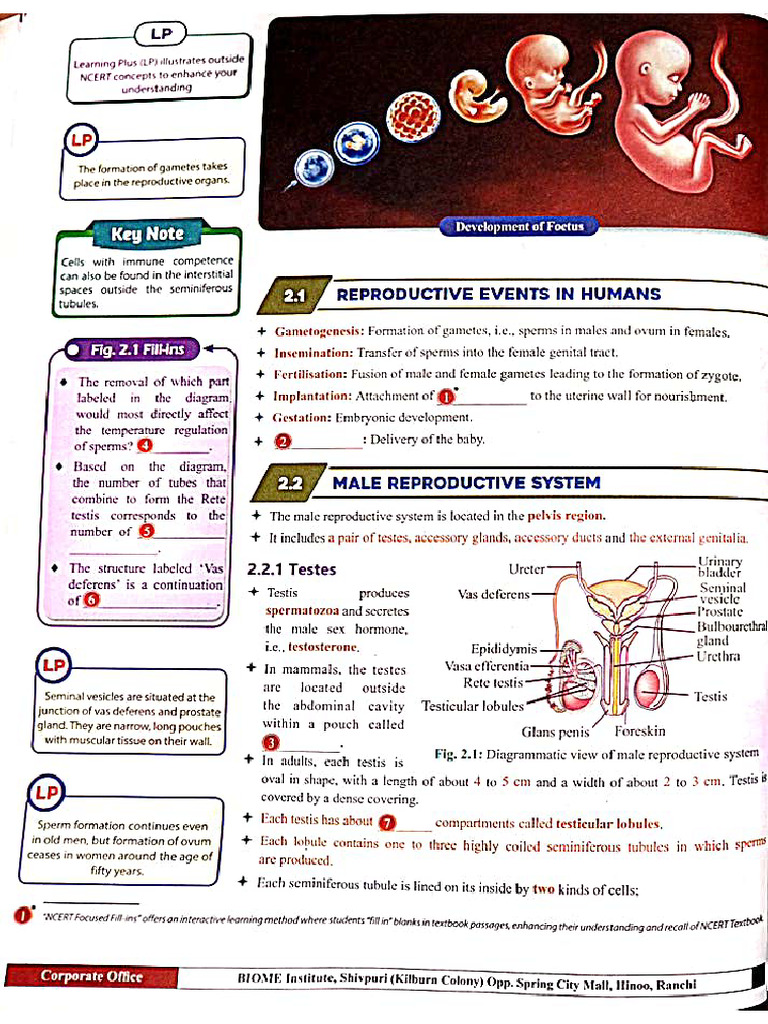 Human Reproduction Questions | PDF
