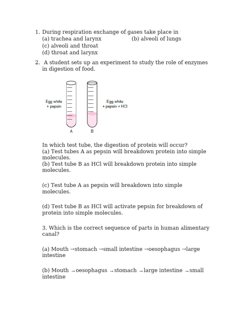 Human Respiration and Digestion Quiz | PDF