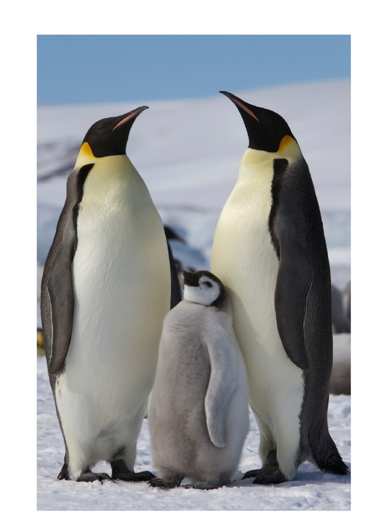 Penguin Image Open Source Wikipedia | PDF