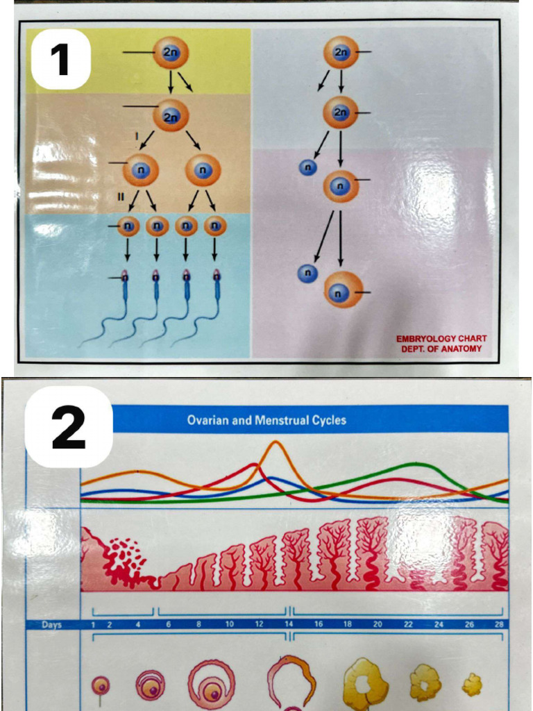 General Embryology Charts (Numbered) | PDF