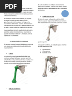 Surco Intertubercular del Húmero | PDF | Articulaciones | Anatomía humana