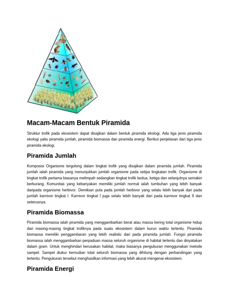 Tiga Jenis Piramida Ekologi | PDF