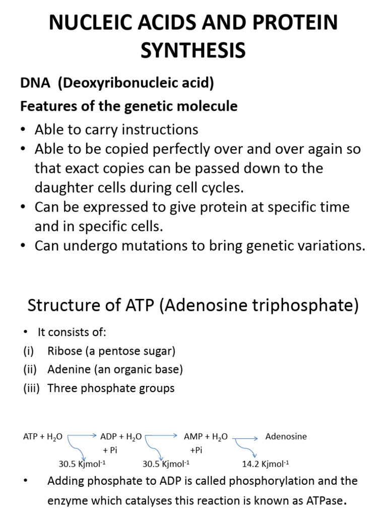 Nucleic Acid and Protein Synthesis | PDF | Ribosome | Rna