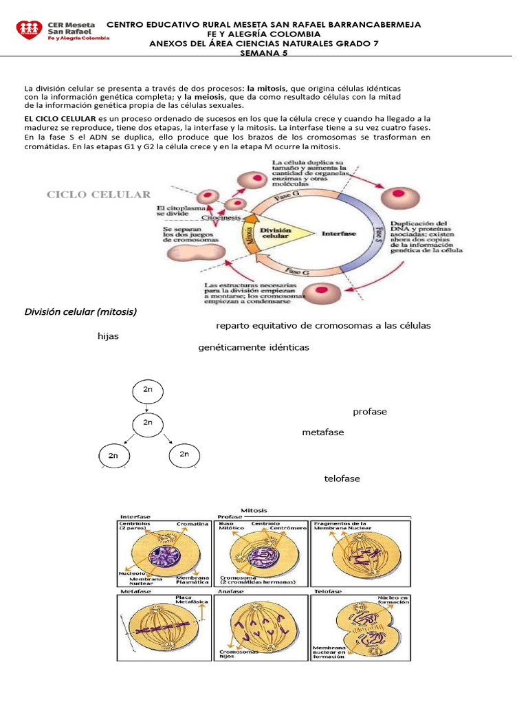 División Celular Mitosis y Meiosis G7 | PDF | Mitosis | Mitosis