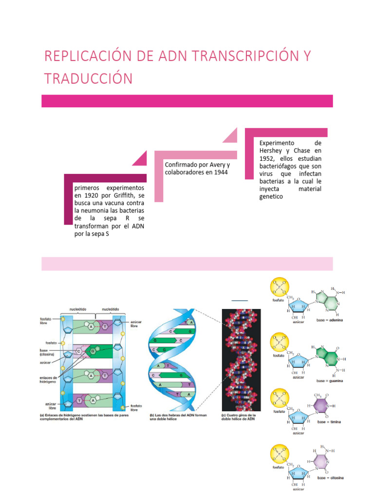 Replicación y Traducción Del ADN | PDF | Adn | Rna