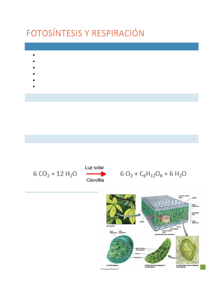 Fotosíntesis y Respiración Celular: Procesos Energéticos | PDF ...