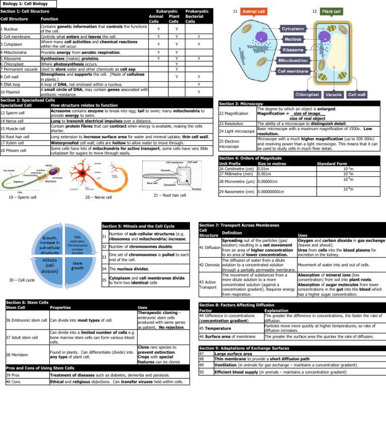 Science B1-Knowledge-Organiser Cell Biology | PDF | Cell (Biology ...
