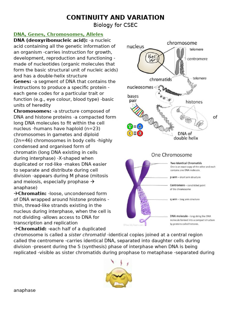 CSEC Biology - Continuity and Variation | PDF | Mitosis | Chromosome