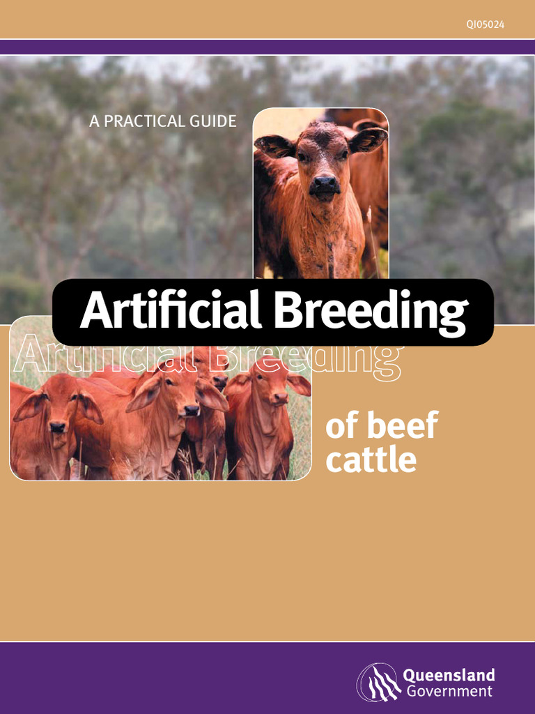 Artificial Breeding of Beef Cattle | PDF | Fertilisation | Uterus