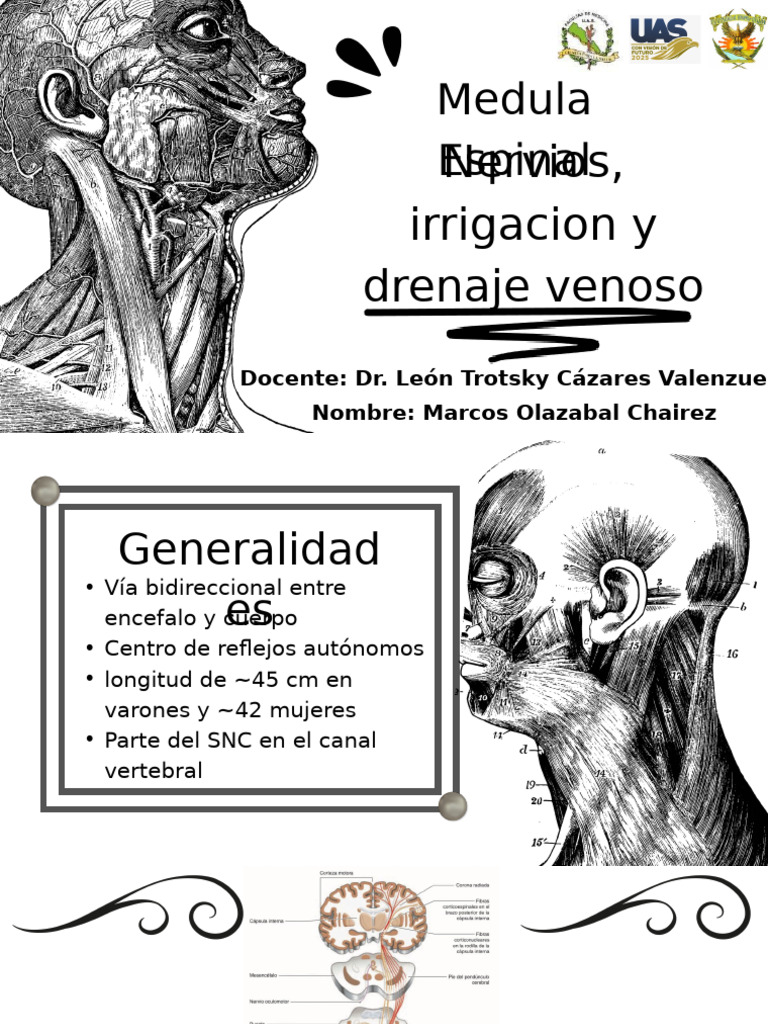 Diapositivas de Medula Espinal | PDF | Médula espinal | Fluido cerebroespinal
