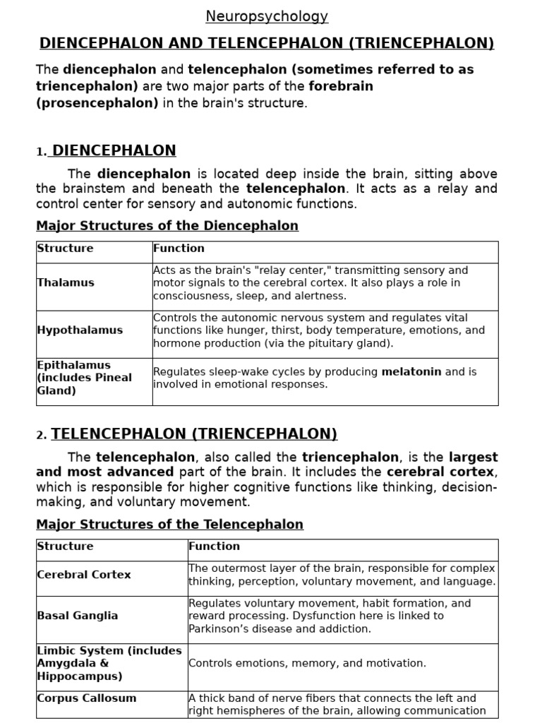 Diencephalon and Telencephalon | PDF | Cerebrum | Brain