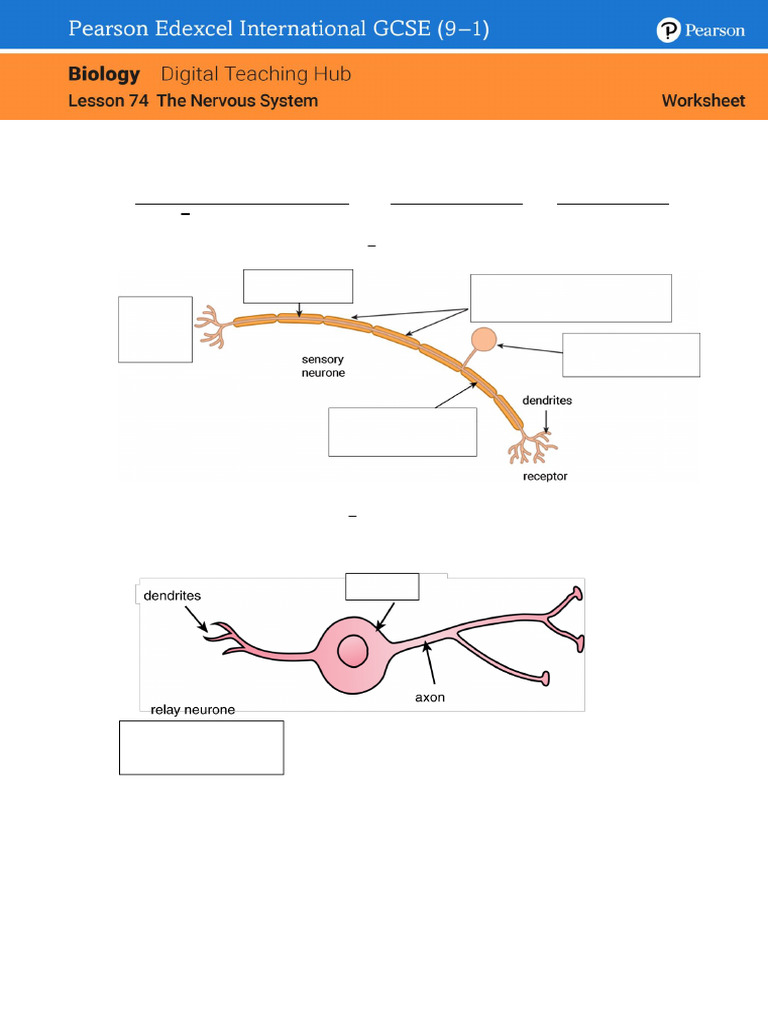 IG - Biology - Lesson74 - Worksheet - Nervous System | PDF | Nervous ...
