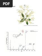 ExPASy ProtParam Tool | PDF