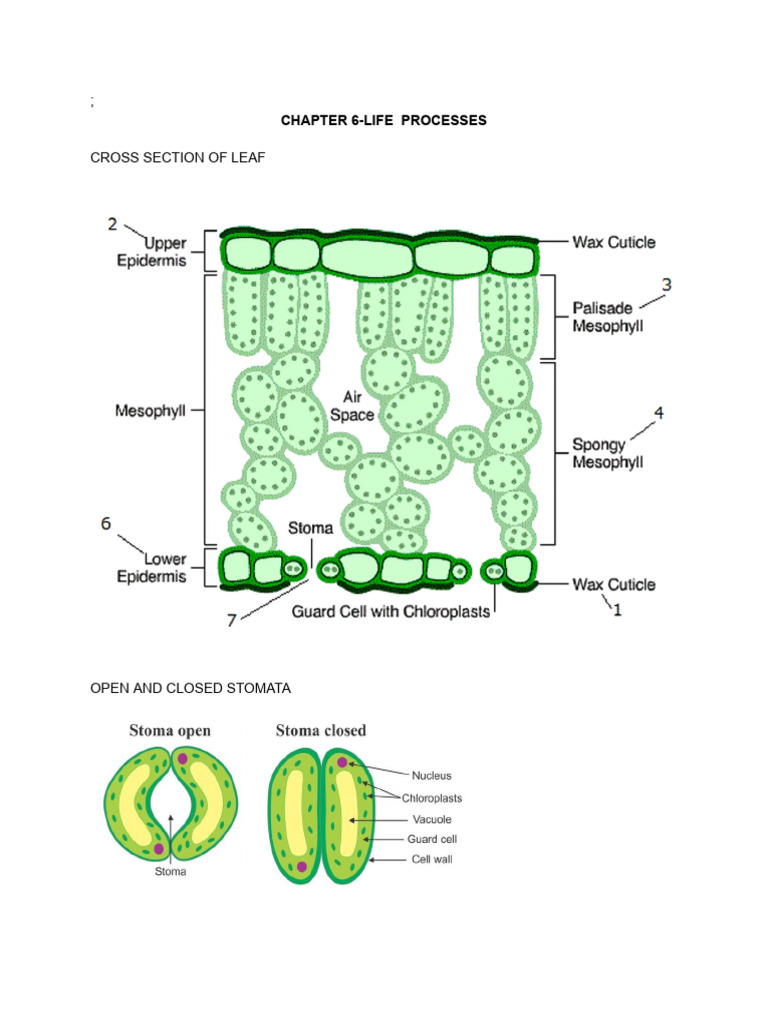 Important Diagrams-Life Processes | PDF