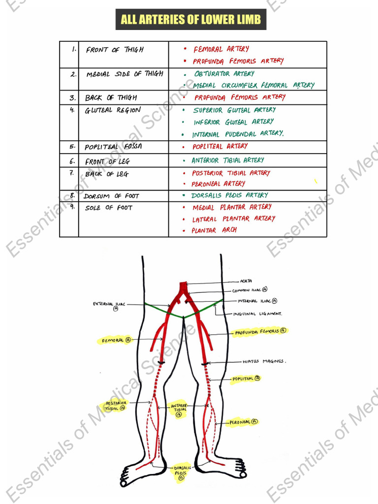 All Arteries of Lower Limb | PDF