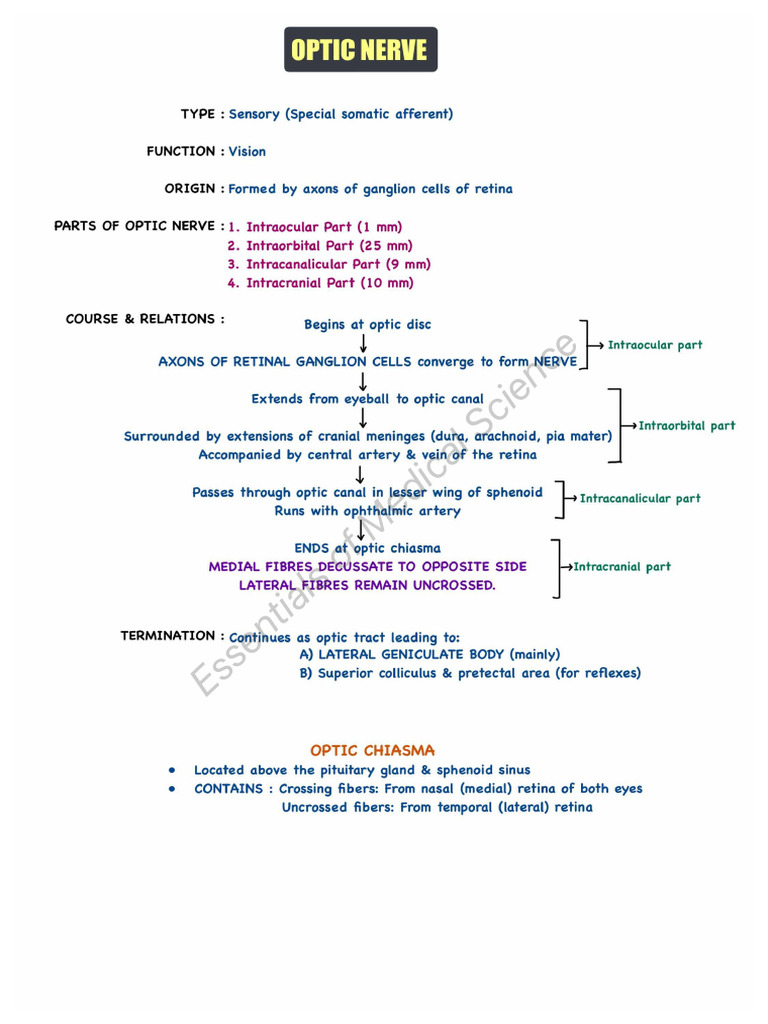 Cranial Nerves | PDF