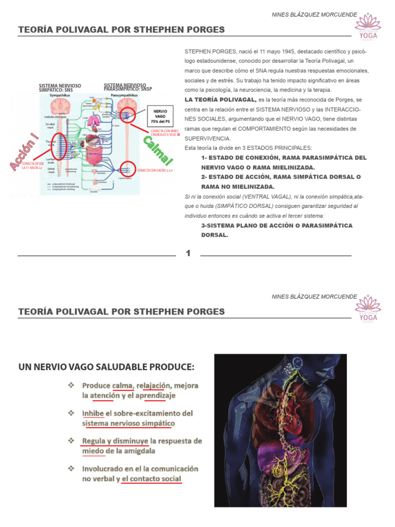 Teoría Polivagal de Stephen Porges | PDF | Nervio vago | Conceptos ...