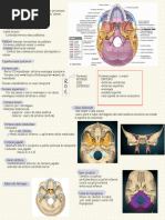 Forames do Crânio e suas Funções | PDF | Neuroanatomia | Anatomia humana