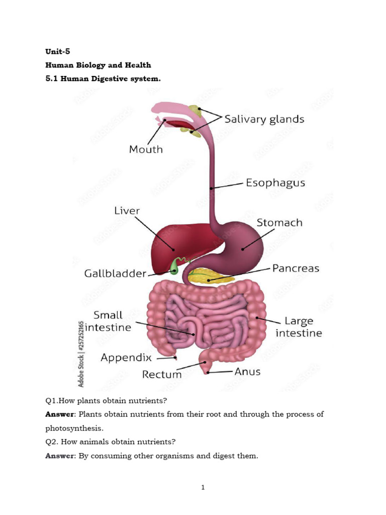Human Digestive System Overview | PDF | Heart Valve | Lymphatic System