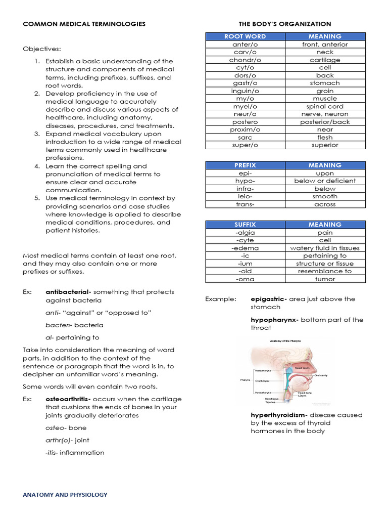 Medical Terminology Fundamentals | PDF | Thorax | Lymphatic System