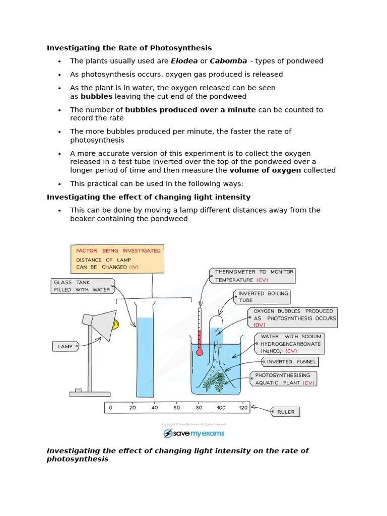 Investigating Photosynthesis Rates | PDF