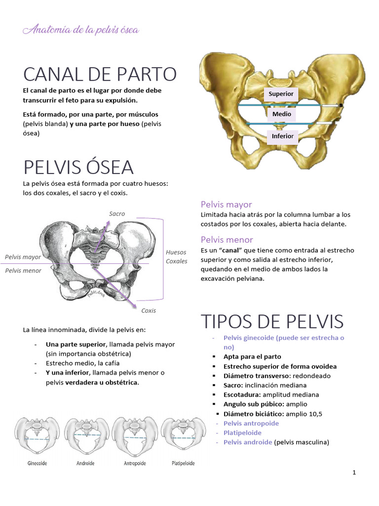 Anatomía y tipos de pelvis ósea | PDF | Pelvis | Sistema esquelético