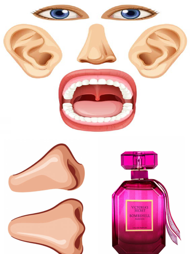 Partes Del Rostro | PDF