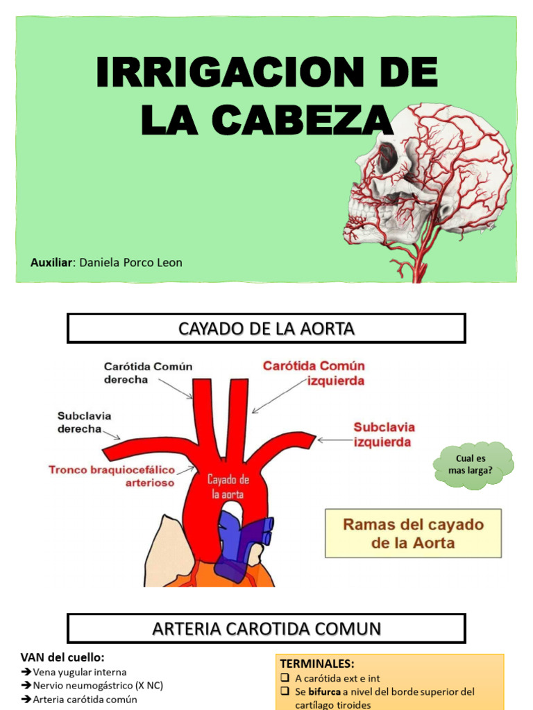 Irrigacion Cabeza, Cuello-1 | PDF | Cabeza y cuello humanos | Anatomía humana