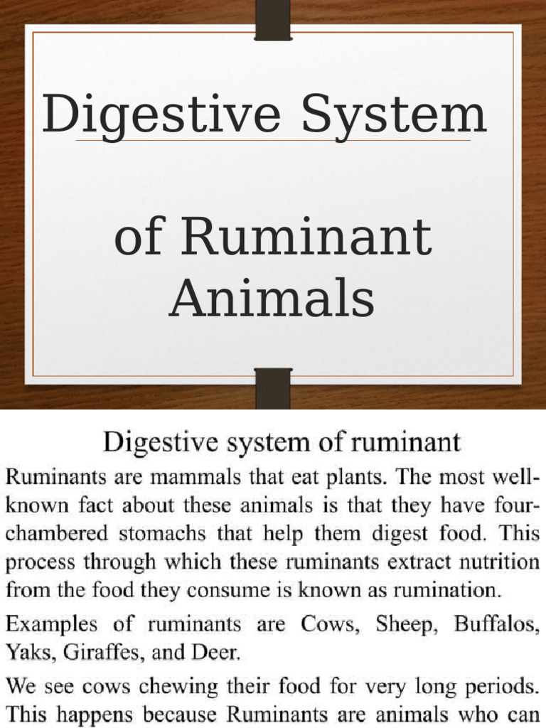 Q4 G8 Digestive System of Ruminant Animals | PDF