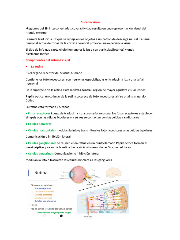 Clase 6 Sistema Visual | PDF | Percepción visual | Sistema visual