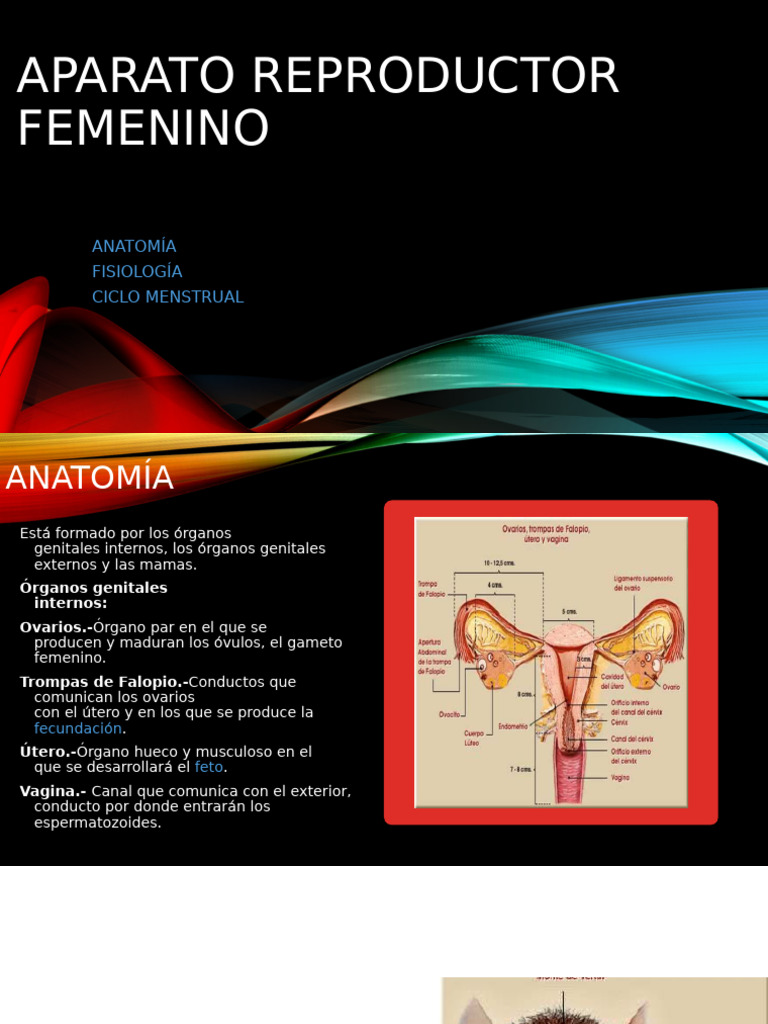 Aparato Rep Fem Anatomía, Fisiologia y Ciclo Menstrual | PDF | Ciclo menstrual | Ovario