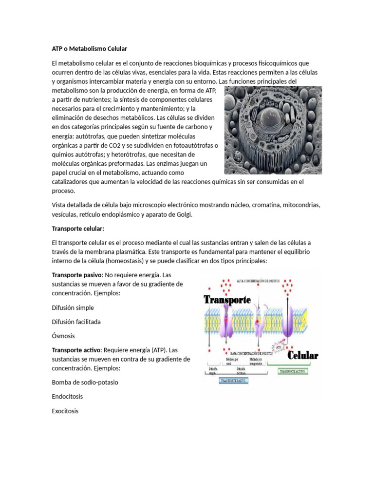 ATP o Metabolismo Celular | PDF
