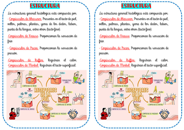 Estructura de los Corpúsculos Sensoriales | PDF