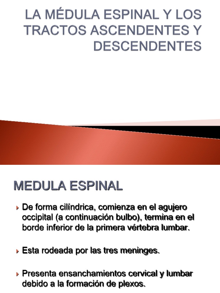 Anatomía y fisiología de la médula espinal: estructura, tractos ...