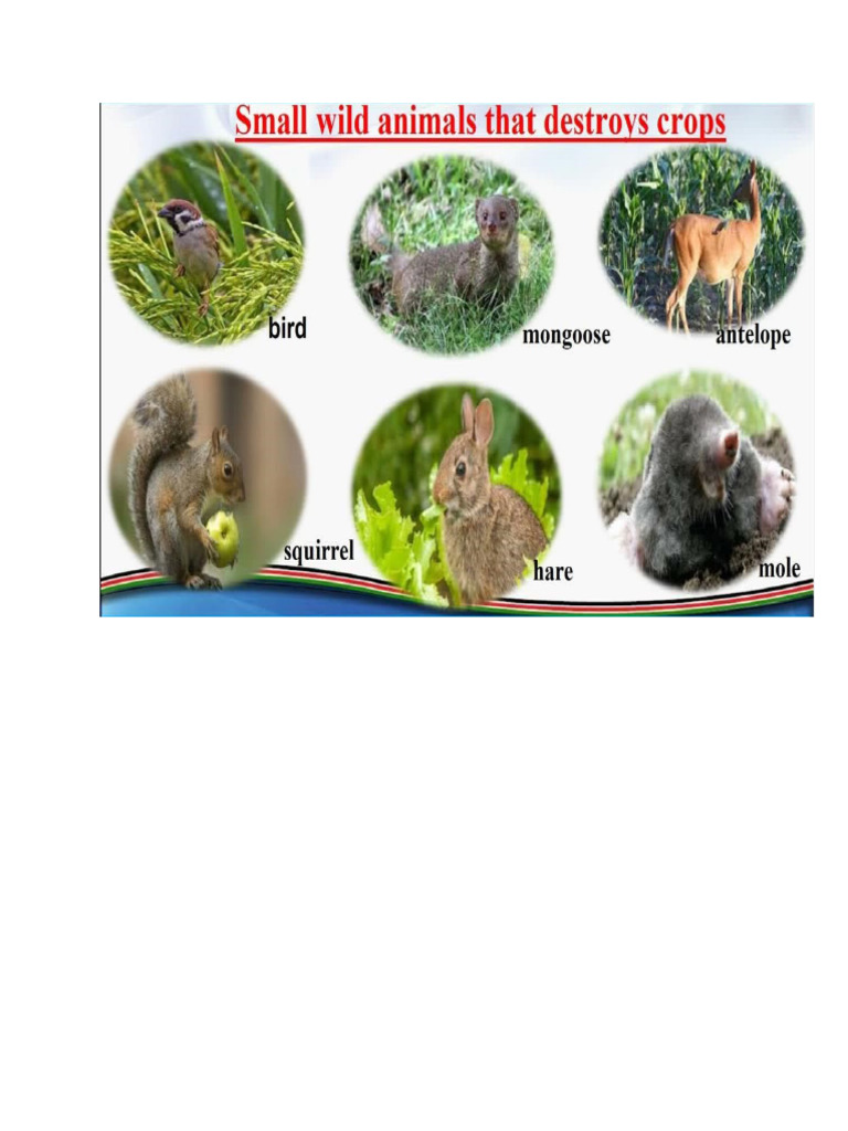 Animals That Destroy Plants | PDF