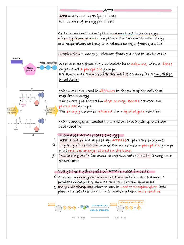 1.6,7,8 ATP, Inorganic Ions and Water | PDF | Adenosine Triphosphate ...