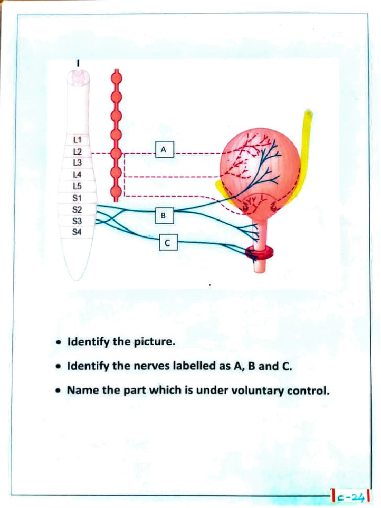 Physiology OSPE Charts | PDF