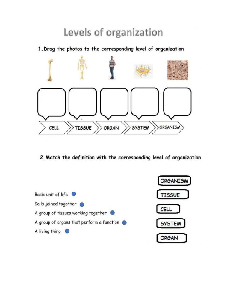Levels of Organization. Sheet | PDF